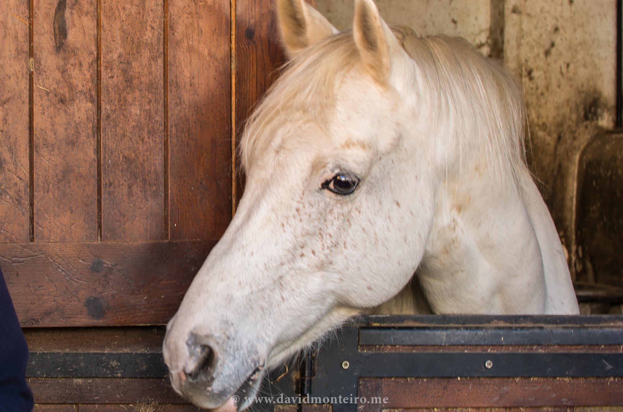 The Lusitano Horse at Alter Stud Farm, Portugal - David Monteiro